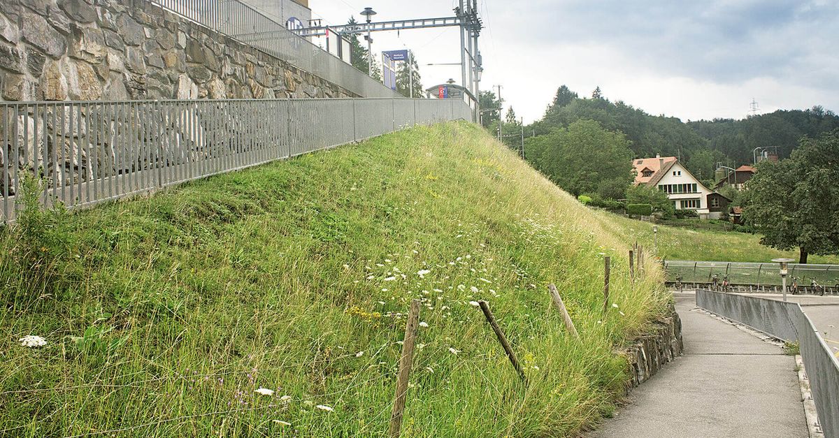 Nasssaatbegrünung SYTEC Natura - SYTEC Geoproducts